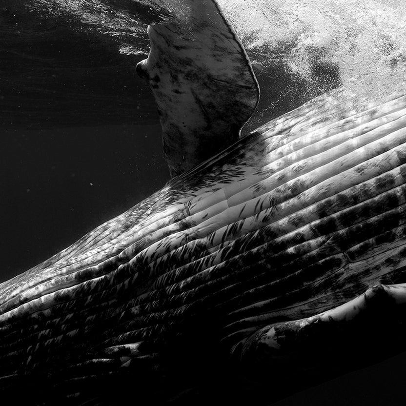 Matuse Men's & Women's Wetsuits + Performance Apparel – Matuse, Inc